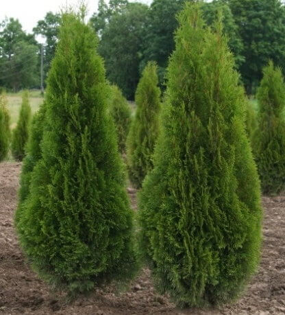 Thuja occidentalis smaragd (120-130cm)