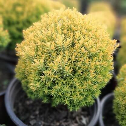 Thuja Ocidentalis Anniek Tedy Gold (15-20cm)