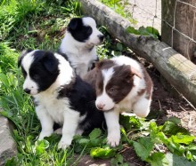 Prodajem štence border collie.