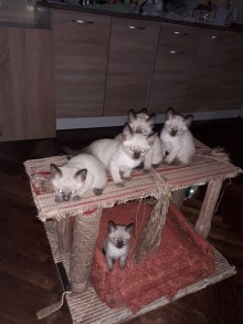 Sijamski mačići