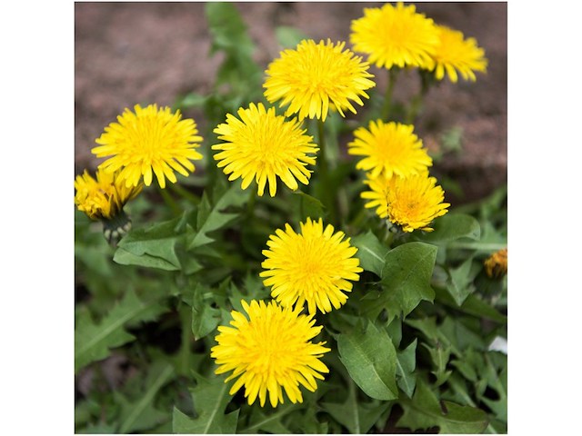 MASLAČAK - Taraxacum Officinale