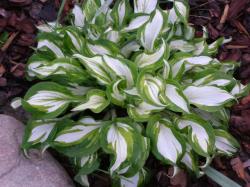 HOSTA undulata P292-1 sadnica