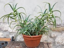 Aloe arborescens