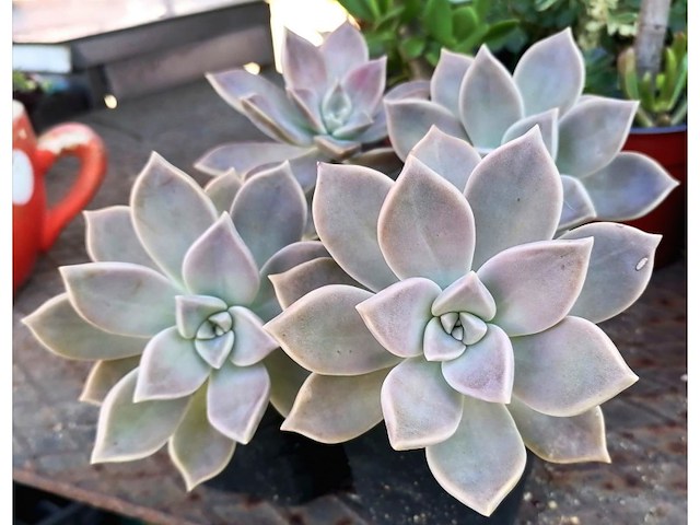 Sukulent - Graptopetalum paraguayense (Kameni cvet)