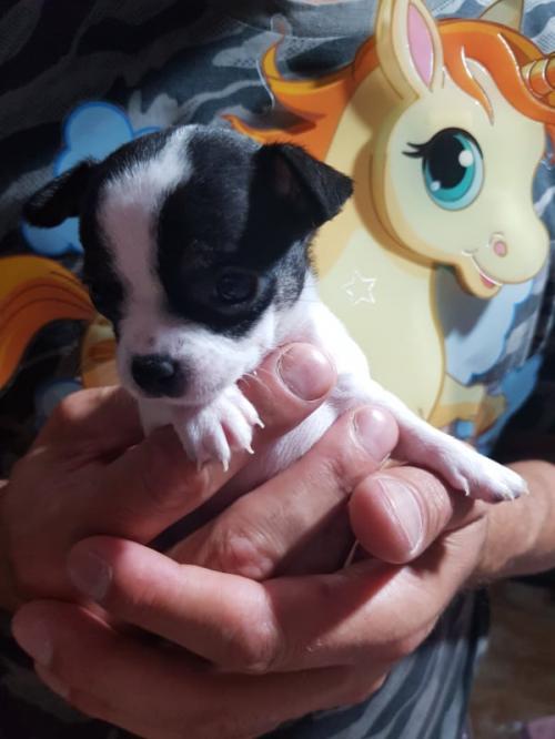 Mini princess Chihuahue