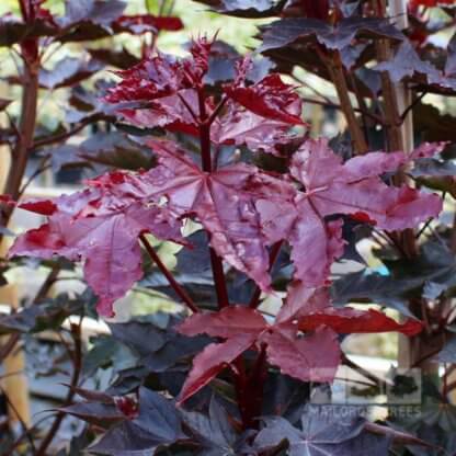 Javor – Acer „Crimson Sentry“