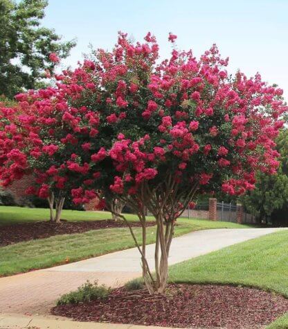Indijski jorgovan- Lagerstroemia Indica