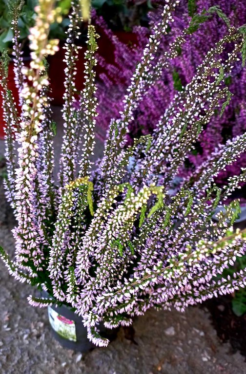 CALLUNA