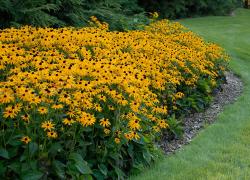 Rudbeckia fulgida-pupavica