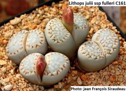 Lithops julii ssp fulleri /C161/ - 20 semenki