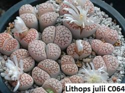 Lithops julii /C064/ - 20 semenki