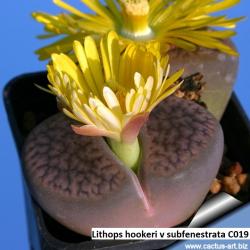 Lithops hookeri v subfenestrata /C019/ - 20 semenki