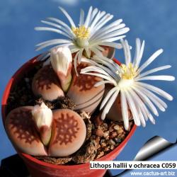 Lithops hallii v ochracea /C059/ - 20 semenki