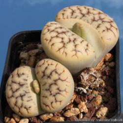 Lithops gracilidelineata - 20 semenki