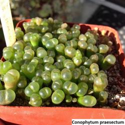 Conophytum praesectum - 20 semenki