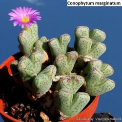 Conophytum marginatum - 10 semenki