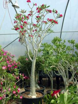 Adenium somalense - 5 semenki