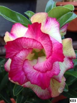 Adenium obesum /K03/ - 5 semenki