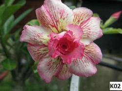 Adenium obesum /K02/ - 5 semenki