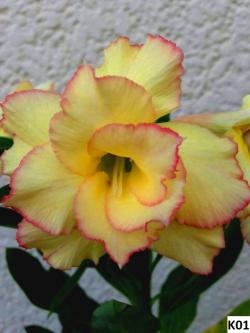 Adenium obesum /K01/ - 5 semenki