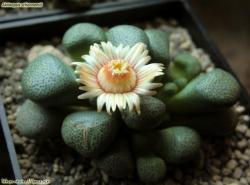 Aloinopsis schooneesii - 20 semenki