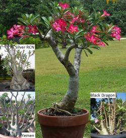 Adenium Arabicum Yemen [5 semenki]