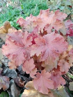 Heuchera Caramel