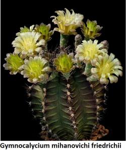 Gymnocalycium mihanovichii v. friedrichii - 10 semenki