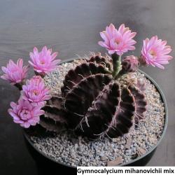 Gymnocalycium mihanovichii mix - 10 semenki