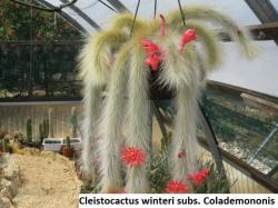 Cleistocactus winteri subs. Colademononis - 10 semenki