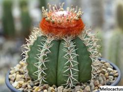 Melocactus mix - 10 semenki