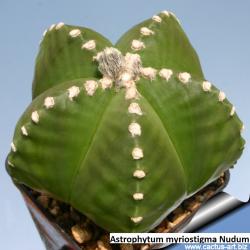 Astrophytum myriostigma nudum - 10 semenki