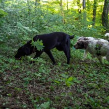 Tartufari - lagoto i labrador na prodaju