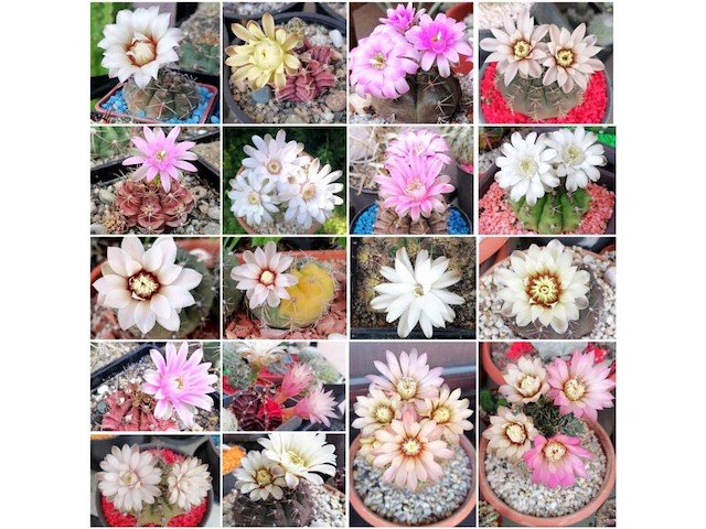 Seme kaktusa - Gymnocalycium mix (50)