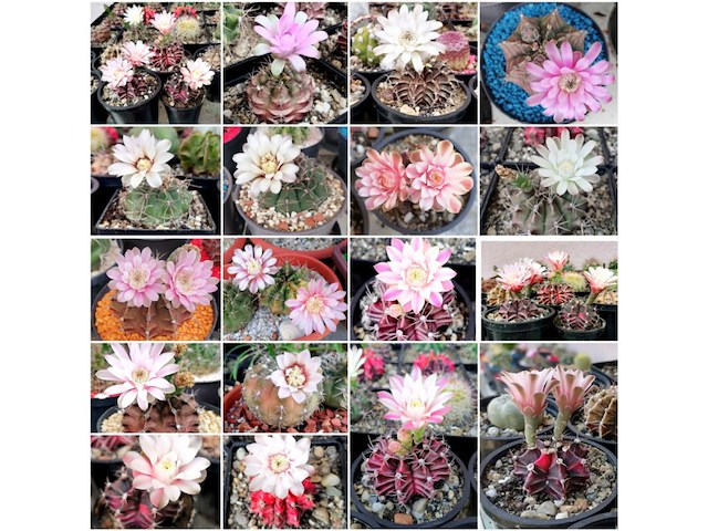 Seme kaktusa - Gymnocalycium mix (100)