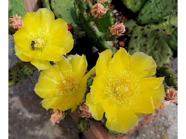 Seme kaktusa - Opuntia compressa