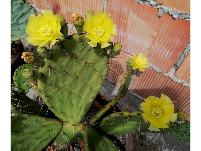 Seme kaktusa - Opuntia mackensenii