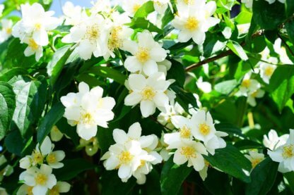 Philadelphus Coronarius – Lažni jasmin