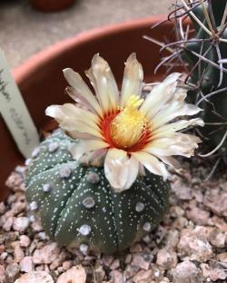 Astrophytum asterias mix - 10 semenki