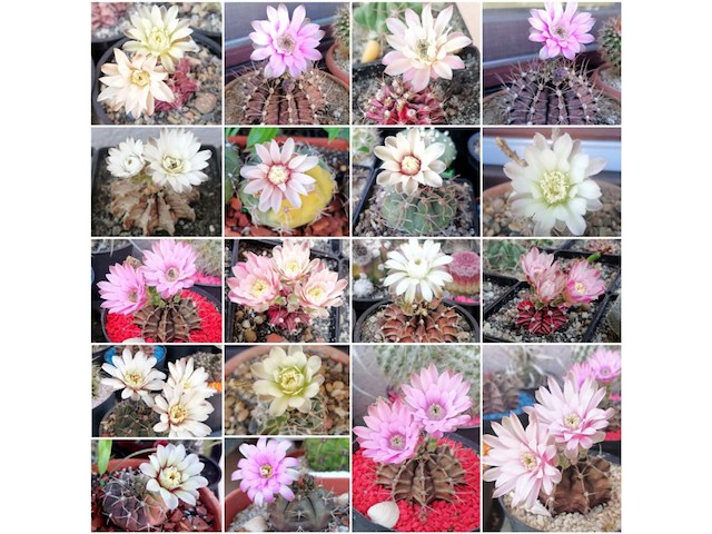 Seme kaktusa - Gymnocalycium mix (200)