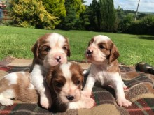 Štenci cavalier king charlesa.