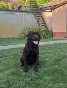 Labrador retriver čokoladni štenci