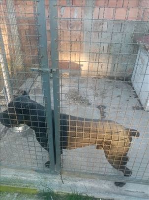 Cane Corso, odrastao pas