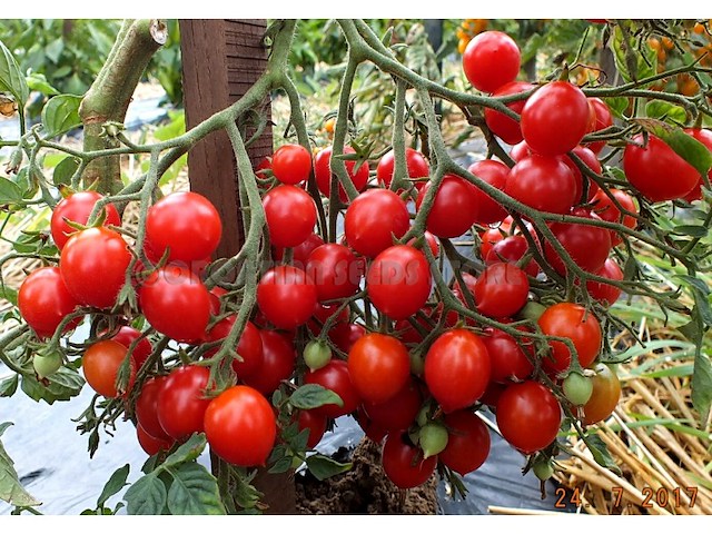 Seme Ruskog mnogorodnog paradajza ~ Tarasenko red ~