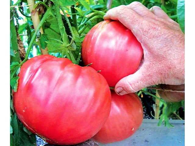 Seme paradajza Sibirski Velikan
