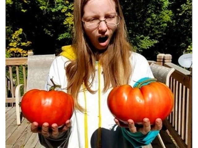 Seme Ruskog paradajza Babuskina Tajna