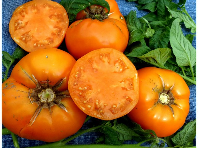 Seme paradajza Narandzasti Ruski 117