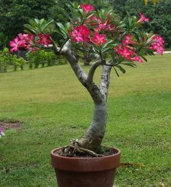 Adenium Arabicum Saudi Mix - 5 semenki