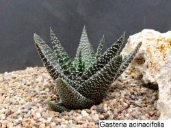 Gasteria mix - 10 semenki