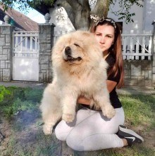 Chow chow zenka i muzjak